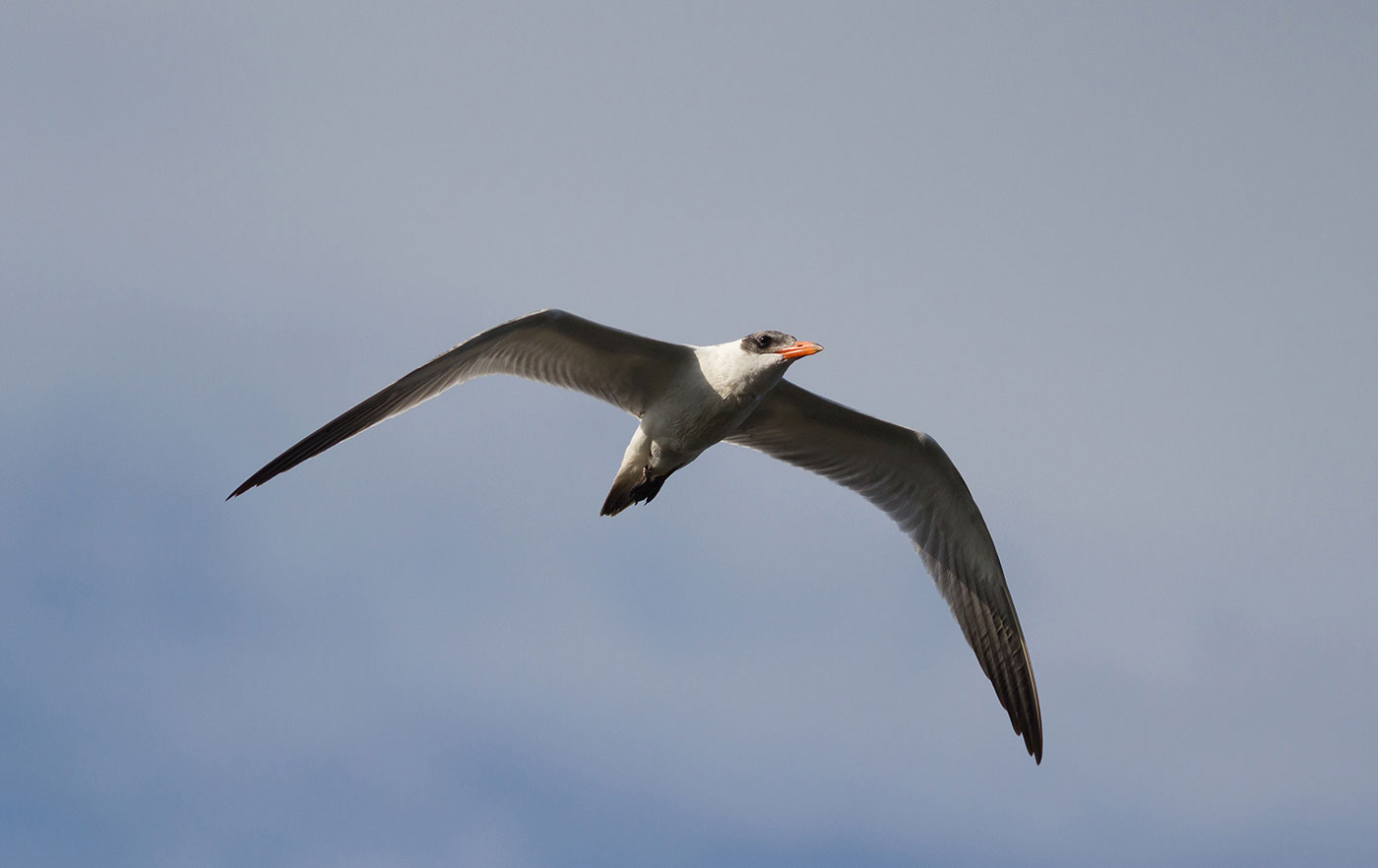 Rheindelta – Tag 4: Rotmilan, Baumfalke und Raubseeschwalbe – Vögel ...