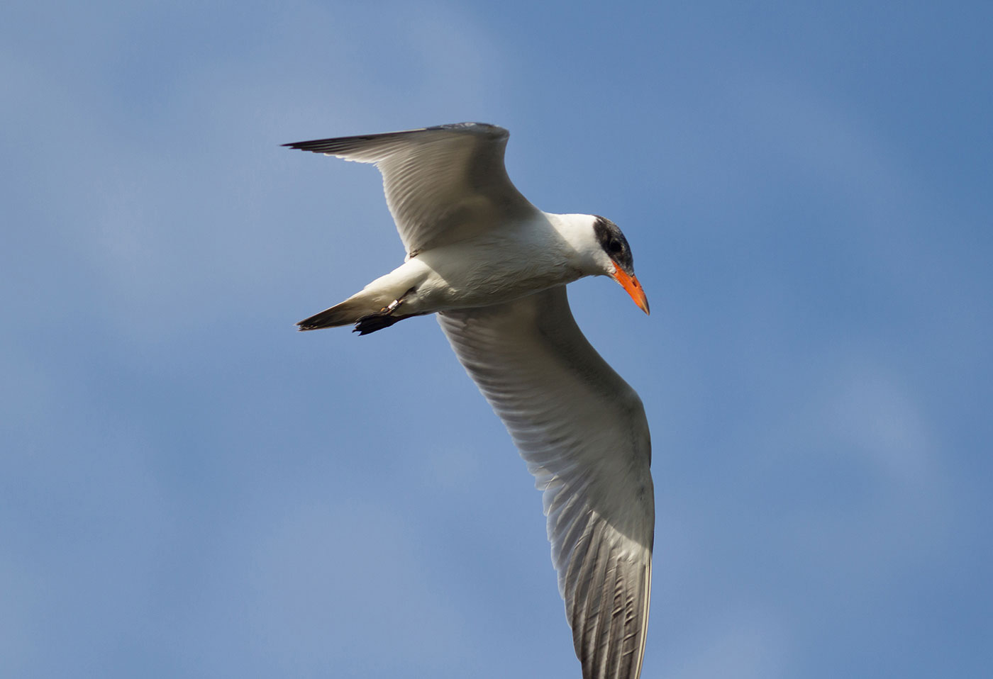 Rheindelta – Tag 4: Rotmilan, Baumfalke und Raubseeschwalbe – Vögel ...