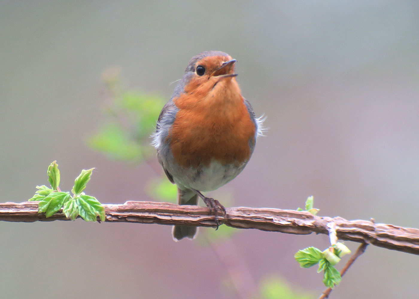 Rotkehlchen – Vogel des Jahres 2021 – Vögel beobachten mit Waltraud ...